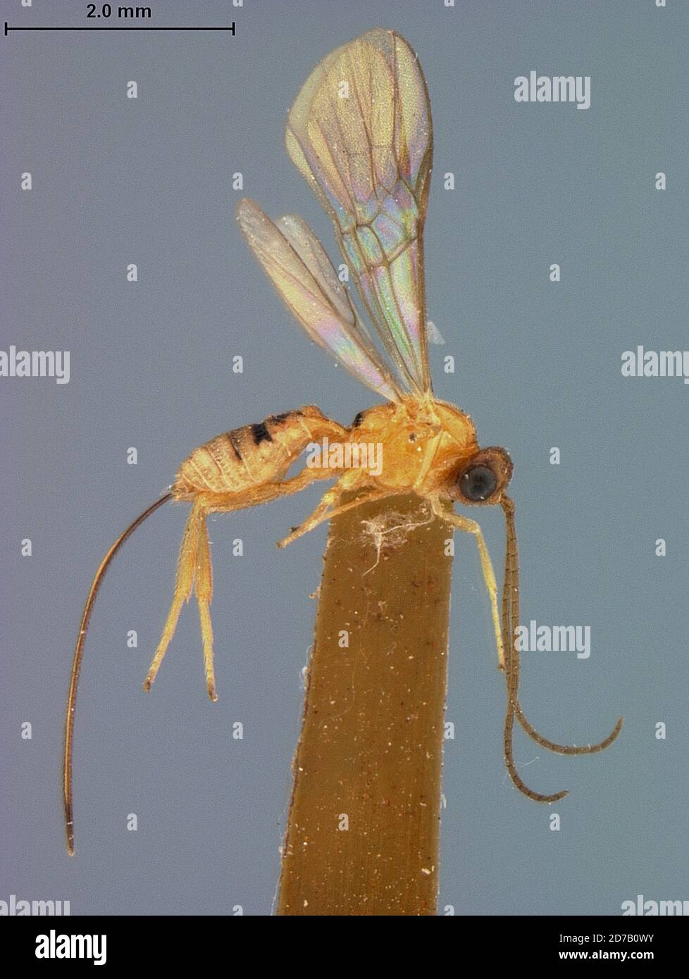 Microbracon uichancoi cushman hi-res stock photography and images - Alamy