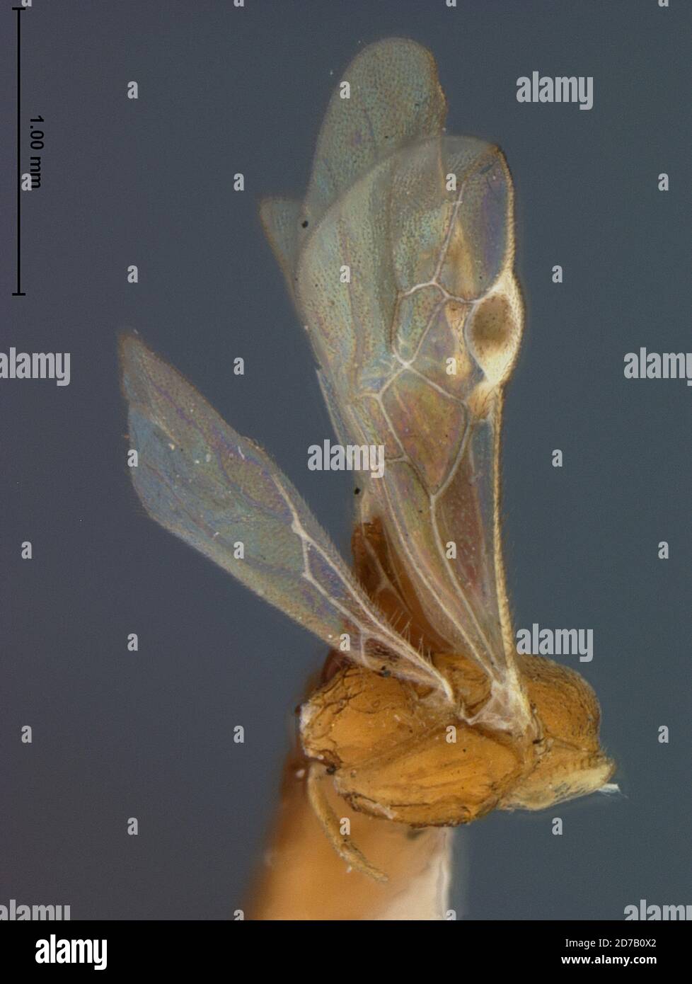 Benton Harbor, Berrien, Michigan, United States, Phanerotoma ...