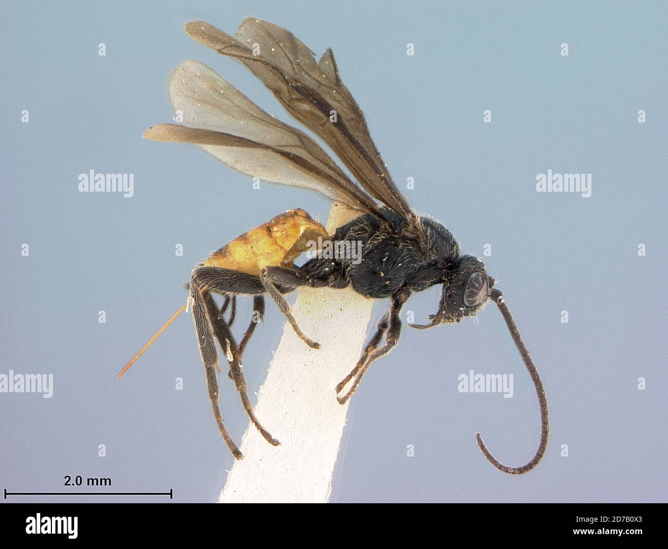 Mokpo, Jeollanam-do, South Korea, Microbracon nigrorufum Cushman ...