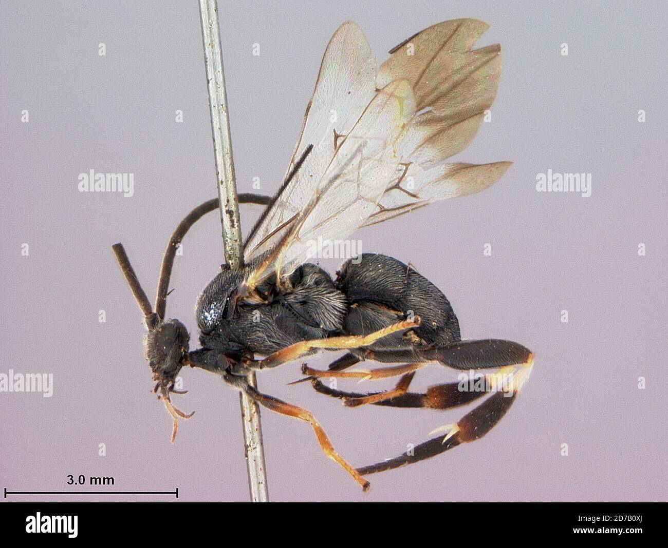 Los Banos, Laguna Province, Philippines, Odontofornica tagalog Cushman ...
