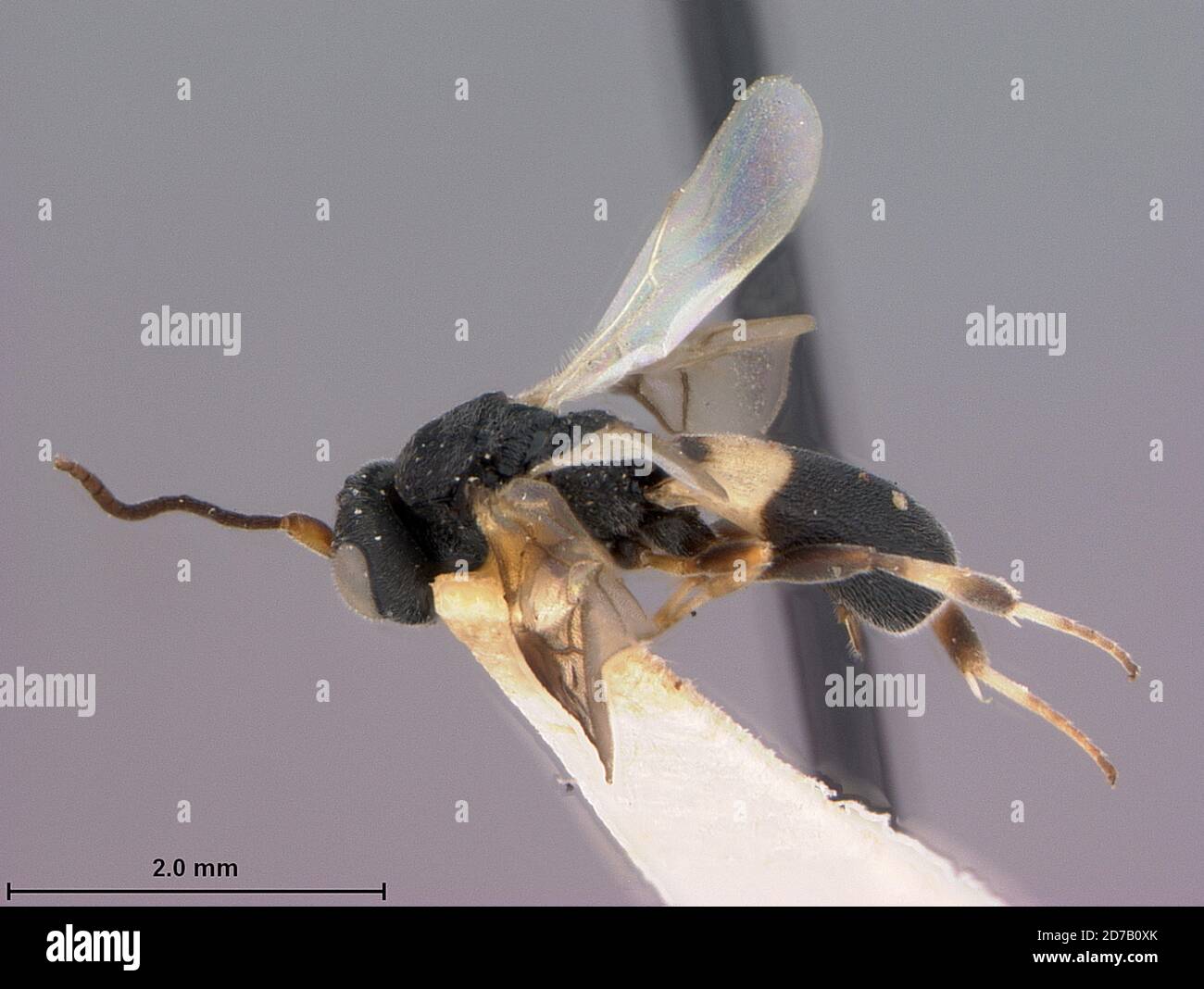 Mokpo, Jeollanam-do, South Korea, Chelonella pectinophorae Cushman ...