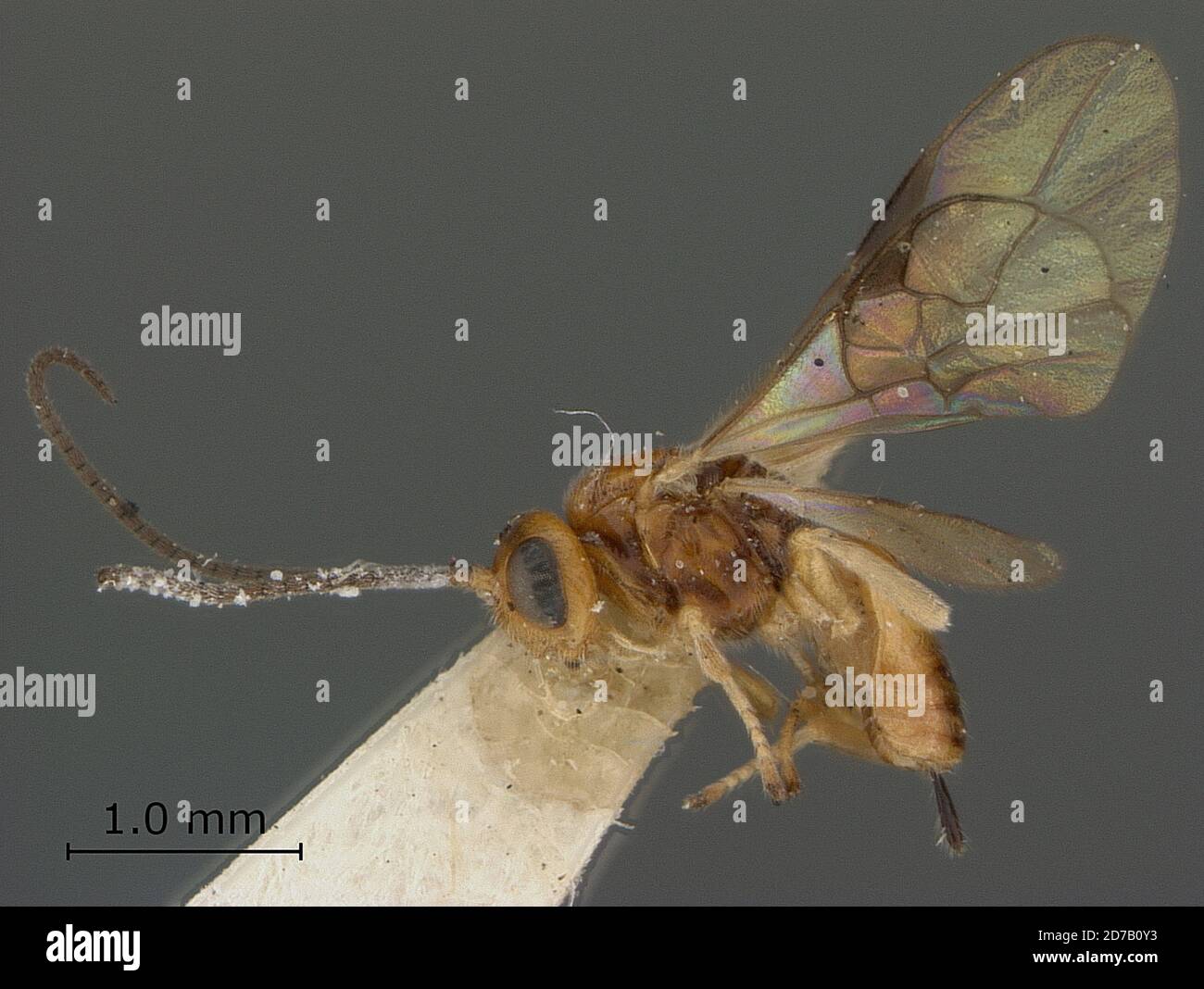 Florida, United States, Opius aciurae Fischer, Animalia, Arthropoda ...