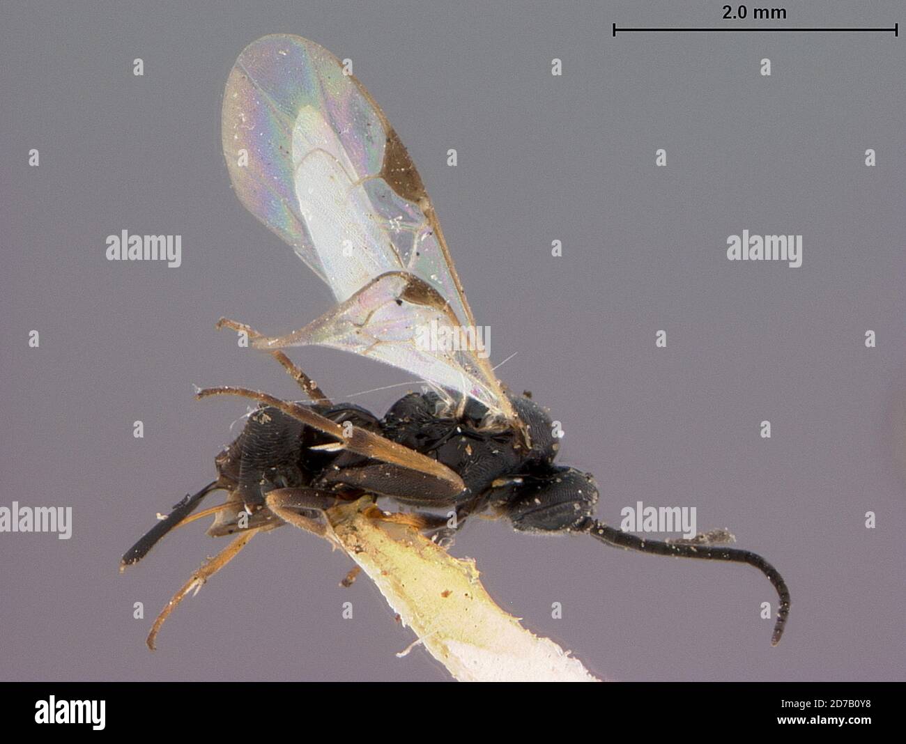 Apanteles isleyi cushman hi-res stock photography and images - Alamy