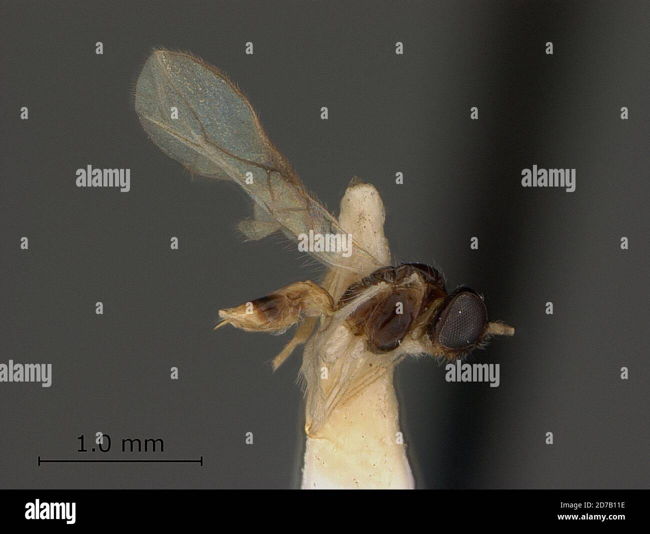 St. Augistine, Republic of Trinidad and Tobago, Neopius bennetti ...