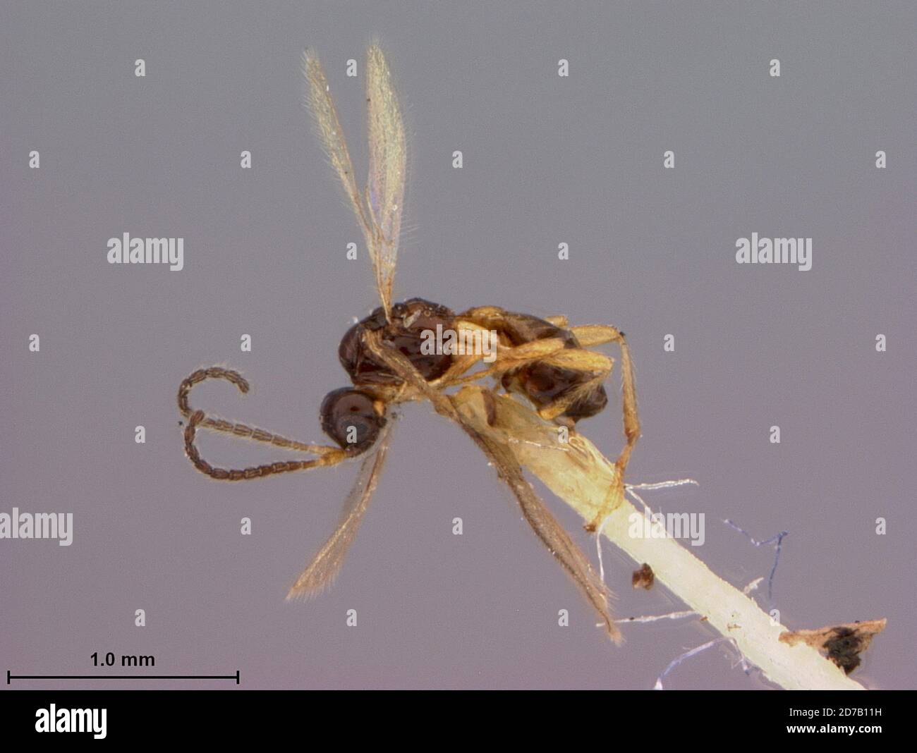 Plummers Island, Montgomery, Maryland, United States, Aspilota capitata ...