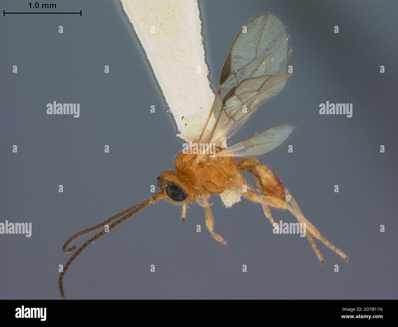 Opius caprilesi fischer hi-res stock photography and images - Alamy