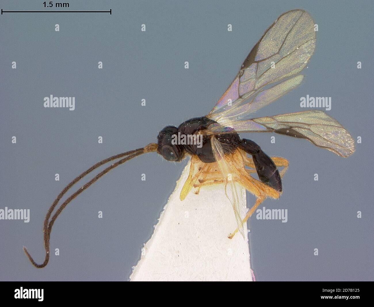 Summit, Canal Zone, Panama, Opius angustisulcus Fischer, Animalia ...
