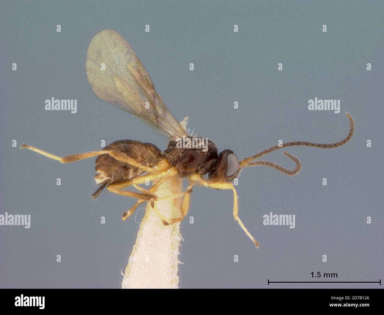 Barro Colorado Island, Canal Zone, Panama, Opius calatheae Fischer ...