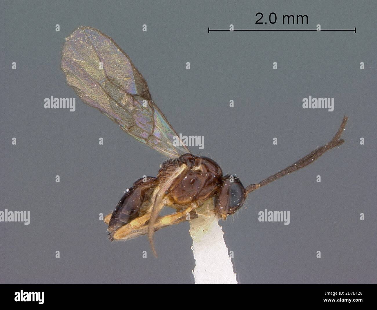 Opius carinifer fischer hi-res stock photography and images - Alamy