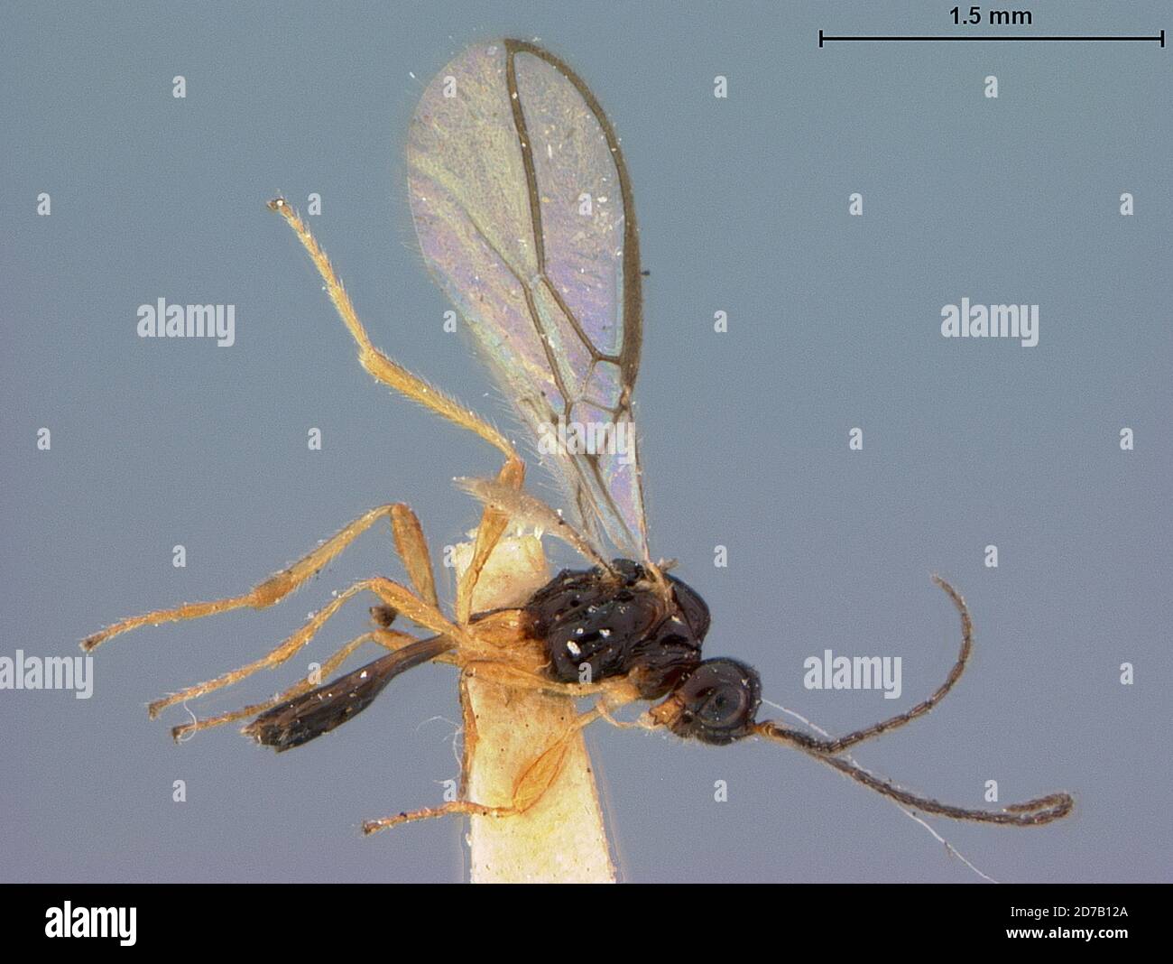 Colorado, United States, Aspilota convexula Fischer, Animalia ...