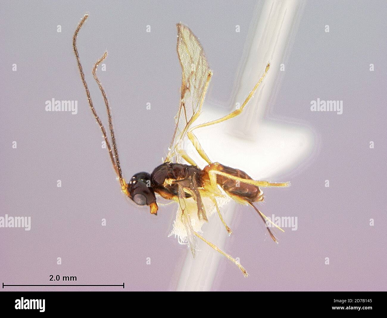 Aphaereta dipterica fischer hi-res stock photography and images - Alamy