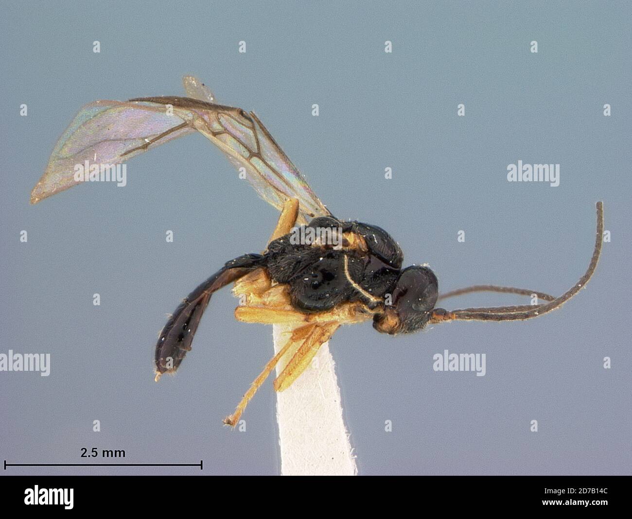 Opius distractus fischer hi-res stock photography and images - Alamy