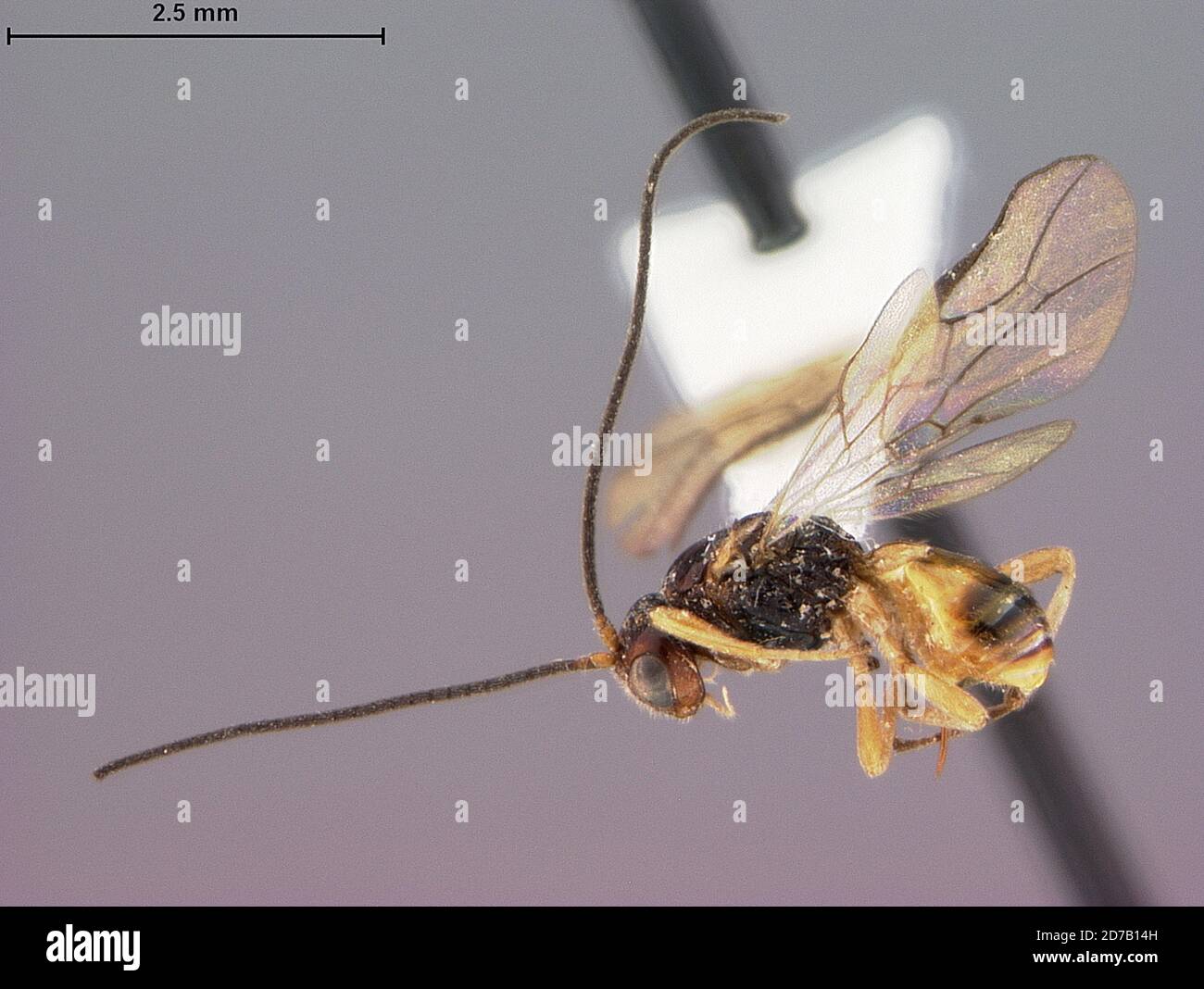 San Salvador, El Salvador, Opius elsalvadorensis Fischer, Animalia ...
