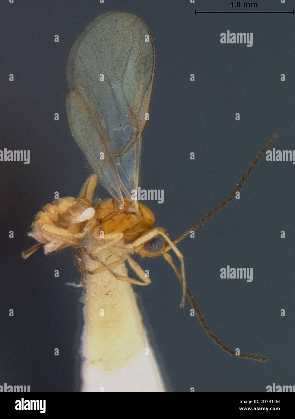 Mount Herman, California, United States, Opius dizygomyzae Fischer ...