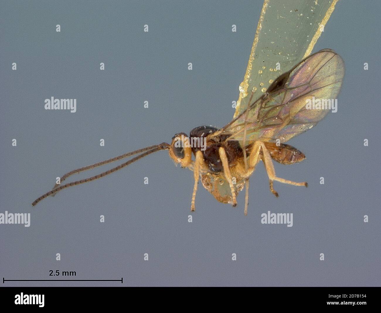 Opius glasgowi fischer hi-res stock photography and images - Alamy