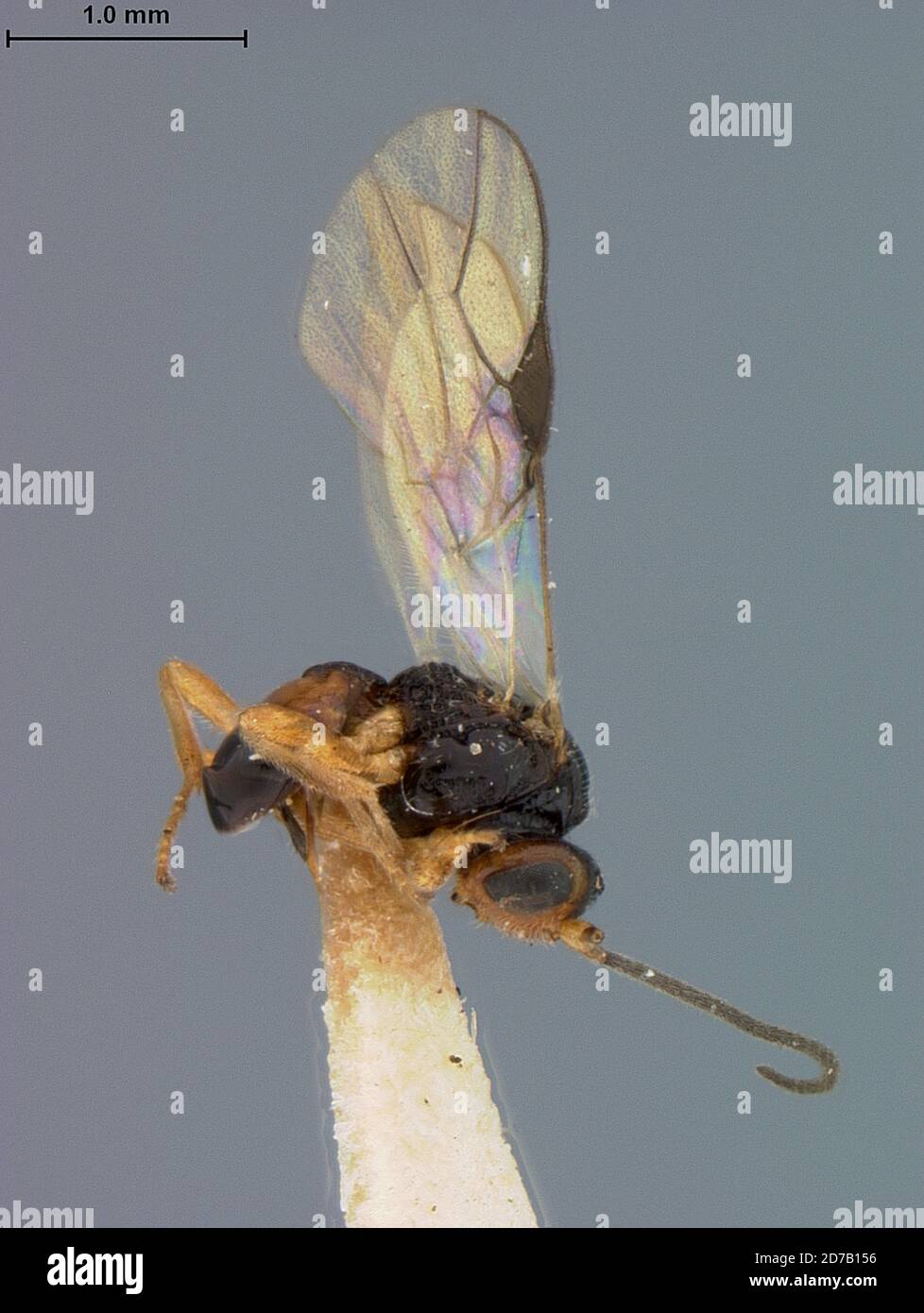 Opius globiformis fischer hi-res stock photography and images - Alamy