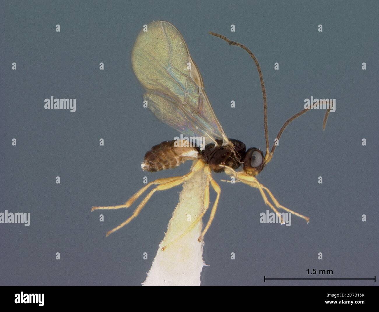 Santa Cruz, California, United States, Opius liriomyzae Fischer ...