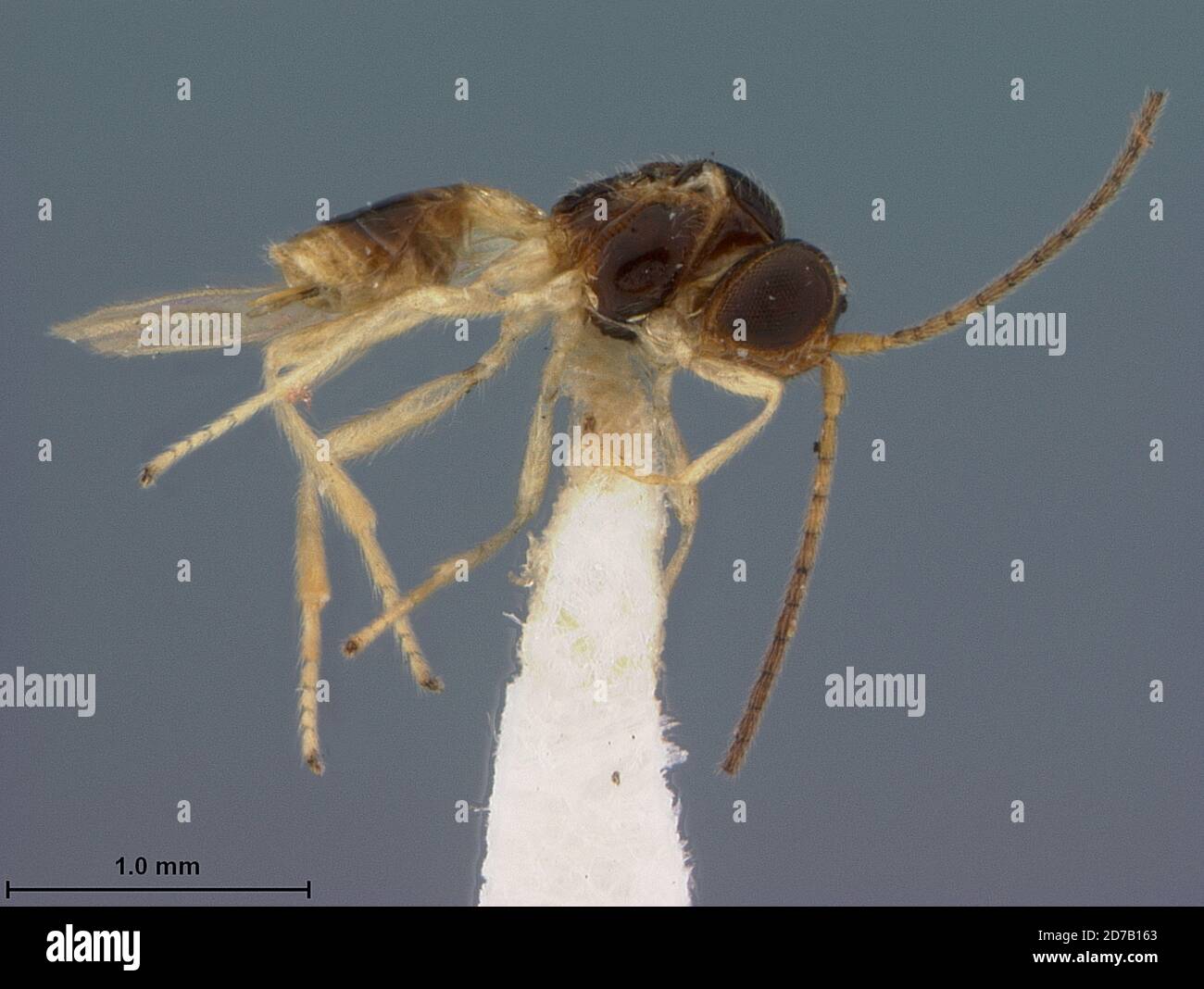 St. Augistine, Republic of Trinidad and Tobago, Neopius inaequalis ...