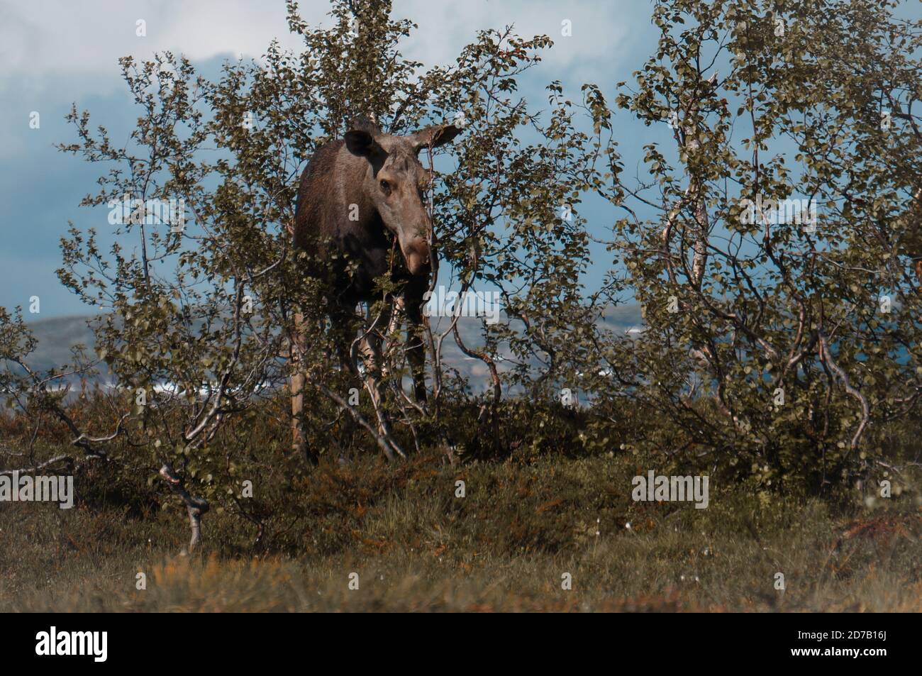 Moose in trees hi-res stock photography and images - Alamy