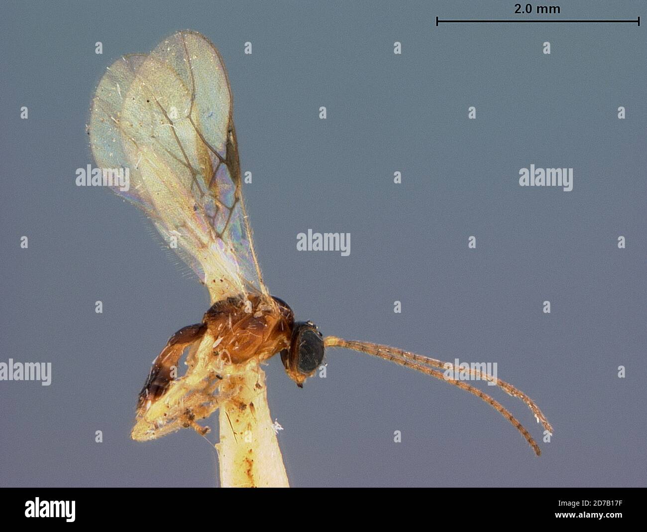 Winter Park, Orange, Florida, United States, Neopus macrops Fischer ...