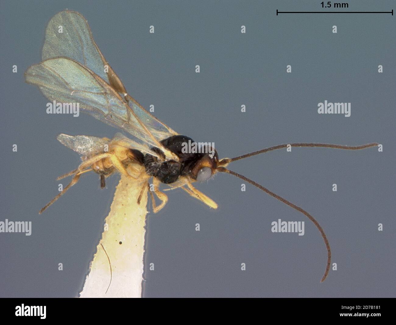 Laurel, Santa Cruz, California, United States, Opius ornatigaster ...