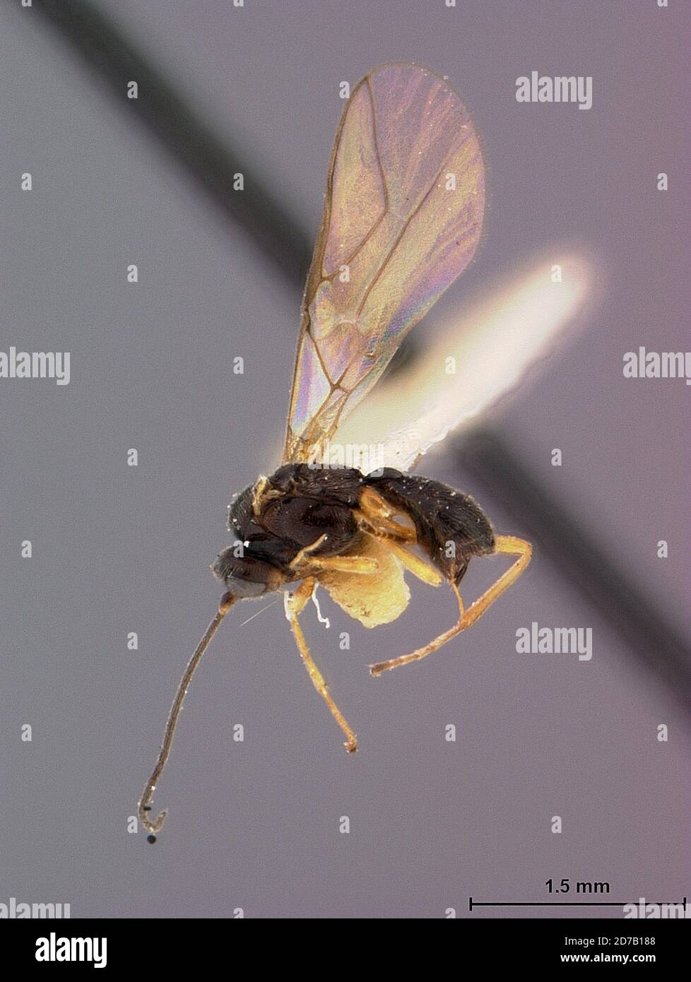 Opius pilosus fischer hi-res stock photography and images - Alamy