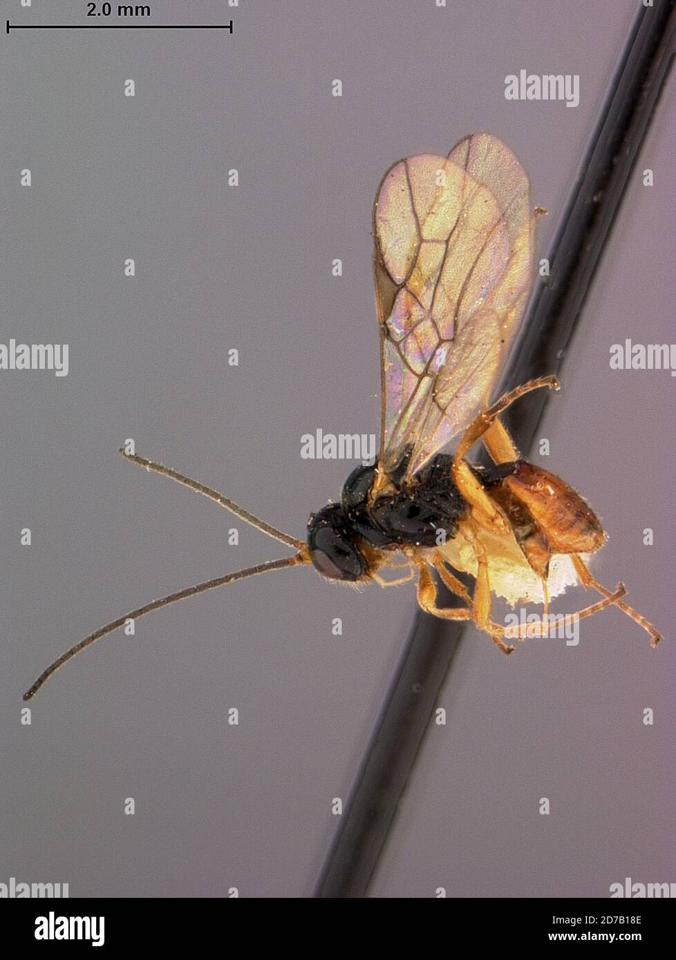 Opius malivorellae fischer hi-res stock photography and images - Alamy