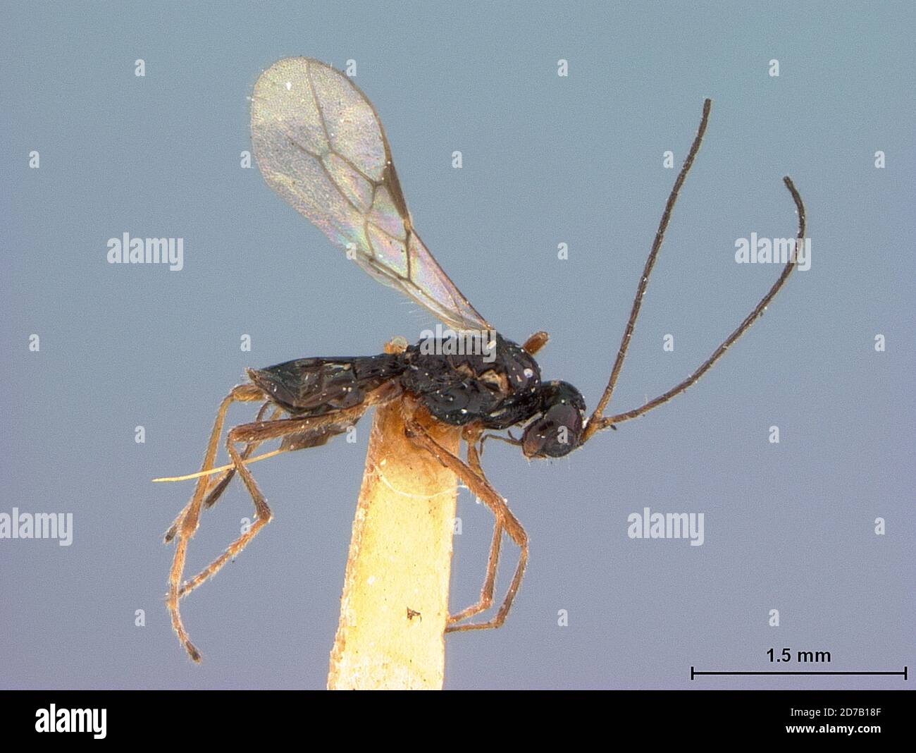 Phaenocarpa reticulata fischer hi-res stock photography and images - Alamy