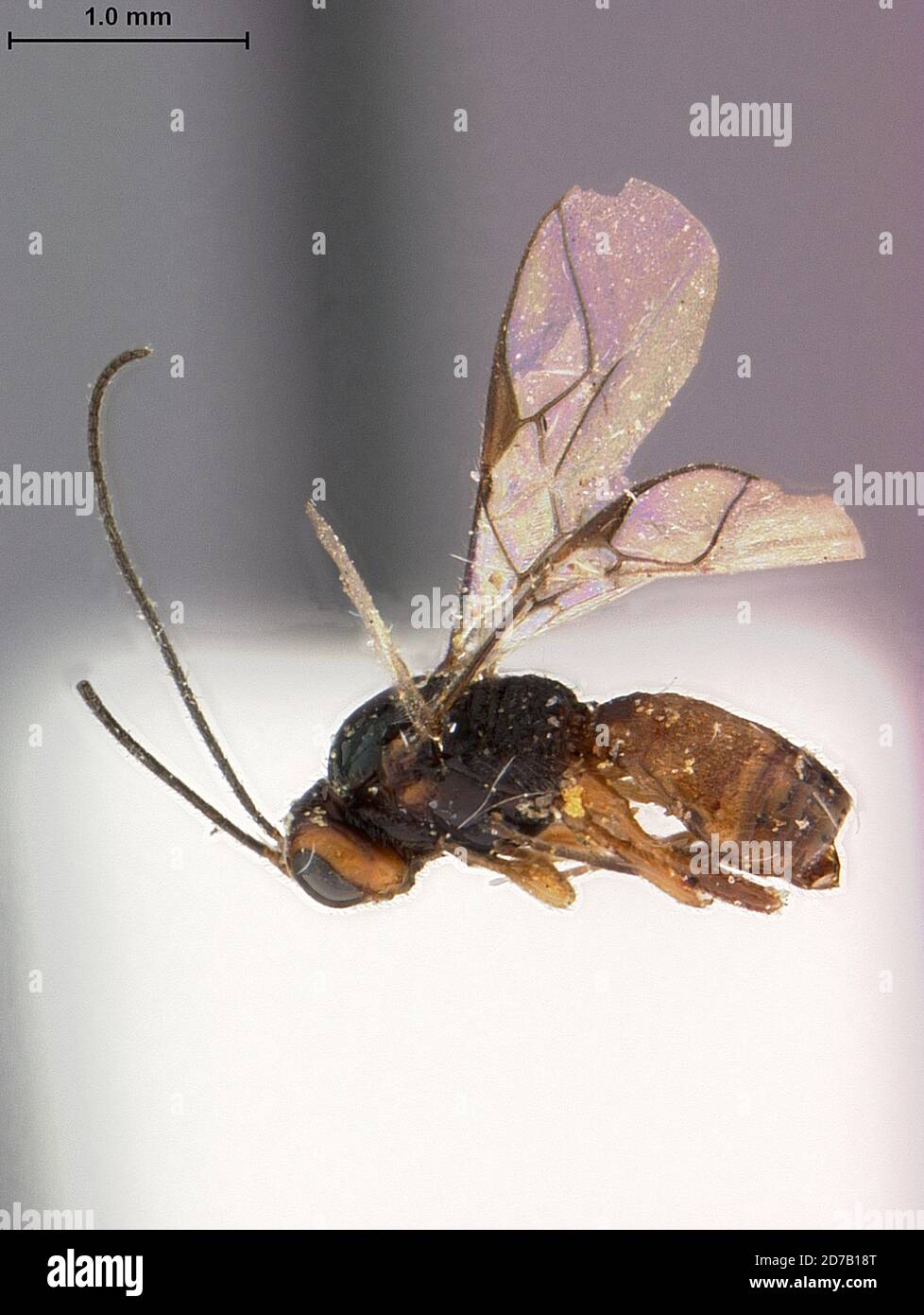 Cronise Valley, San Bernardino, California, United States, Opius ...