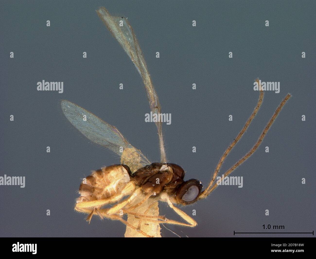 Santa Cruz, California, United States, Opius perminutus Fischer ...