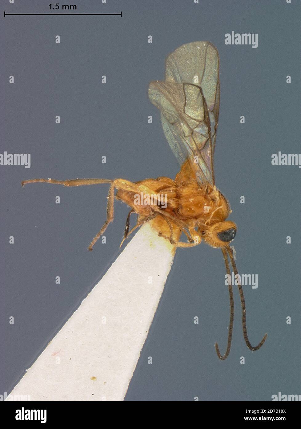 South american parasite laboratory hi-res stock photography and images ...