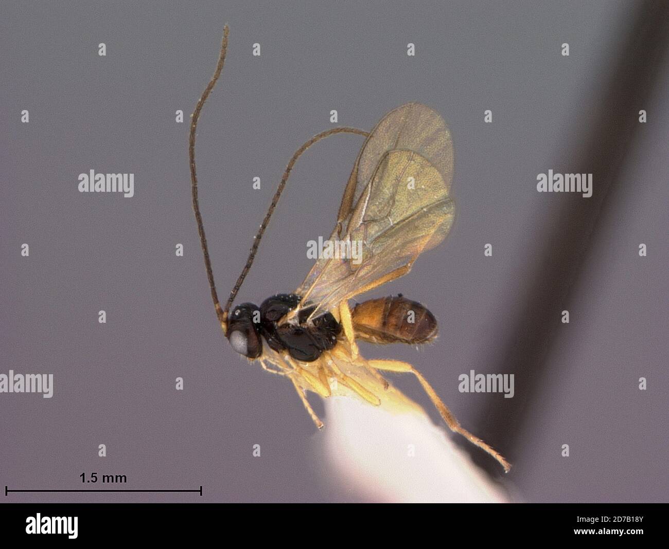 Soquel, Santa Cruz, California, United States, Opius paulus Fischer ...