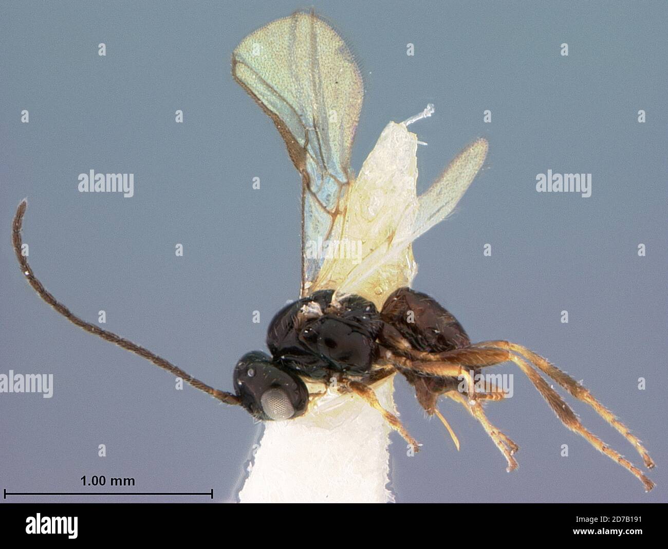 Phoenix, Maricopa, Arizona, United States, Opius phoenicensis Fischer ...