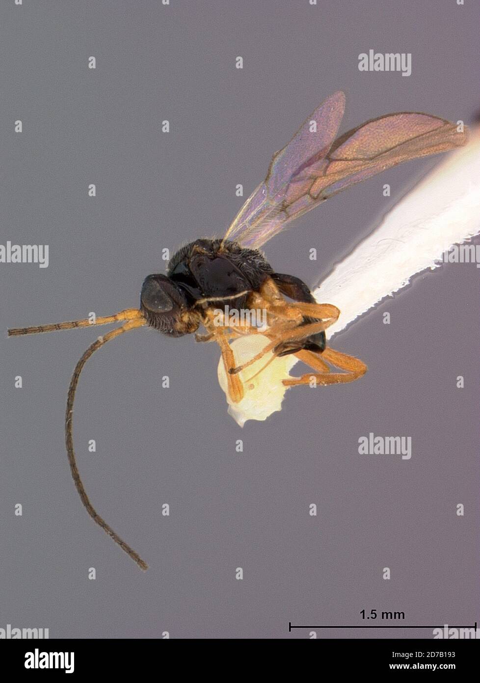 Opius ribeiroensis fischer hi-res stock photography and images - Alamy