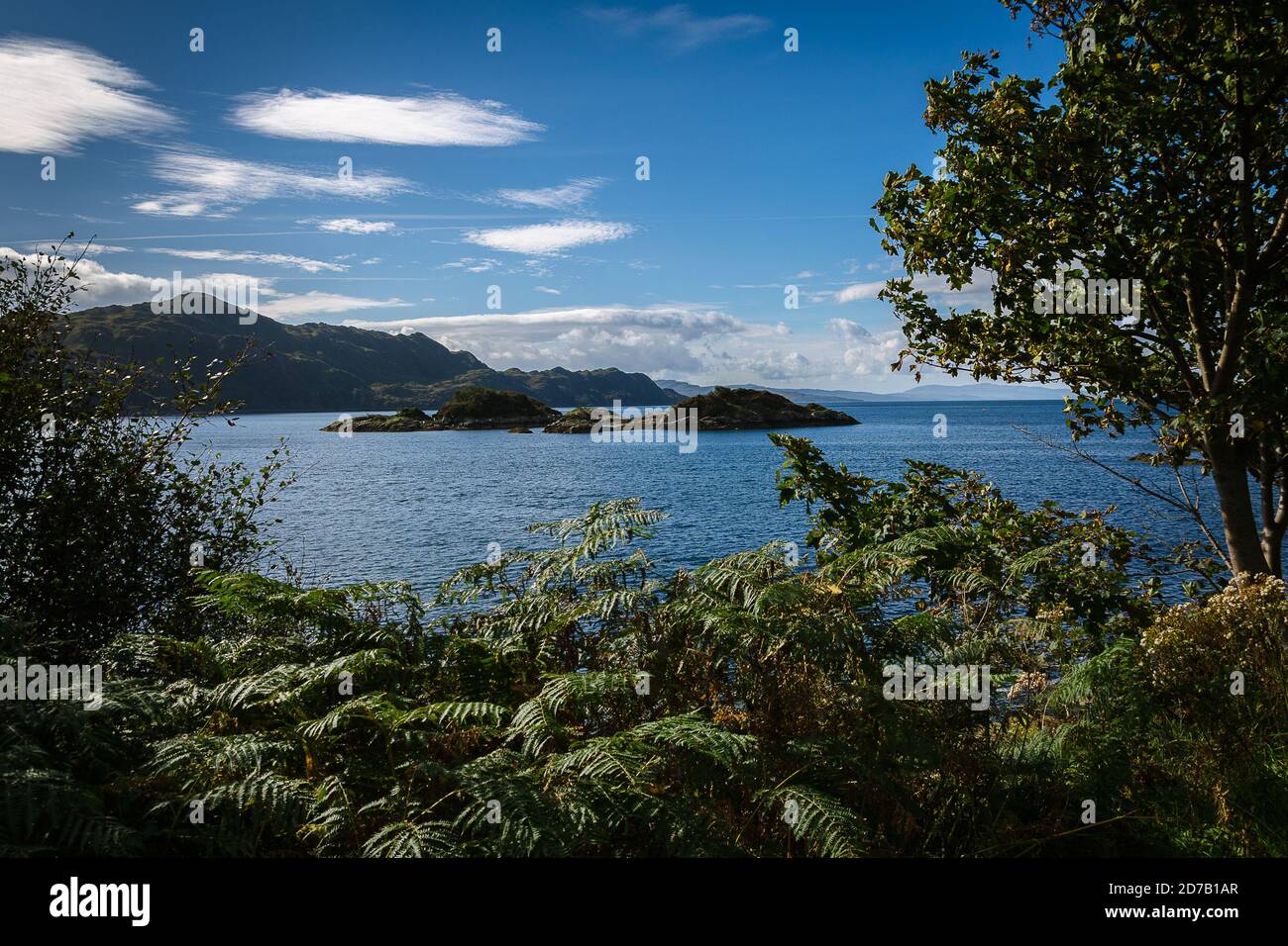 Blue sky scottish field trees hi-res stock photography and images - Alamy
