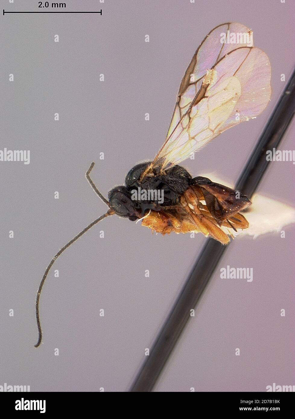 Opius severini fischer hi-res stock photography and images - Alamy