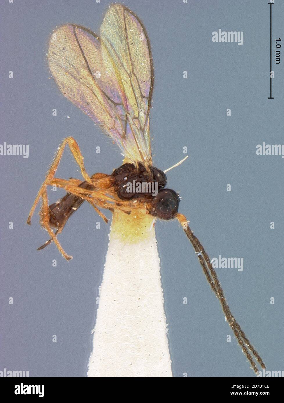 Cabin John, Montgomery, Maryland, United States, Aspilota sheldoni ...