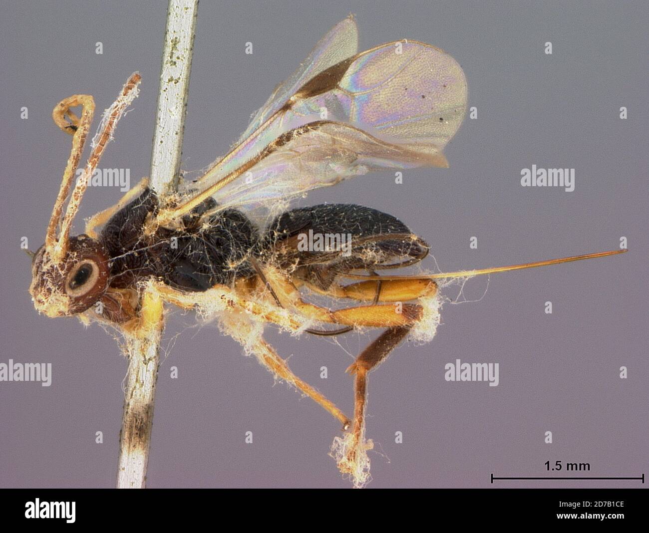 Curculionis hi-res stock photography and images - Alamy