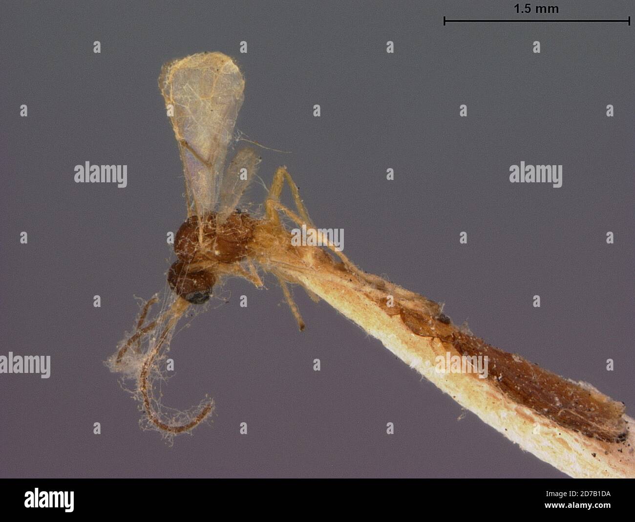 New York, United States, Praon (Aphidius) polygonaphis Fitch, Animalia ...