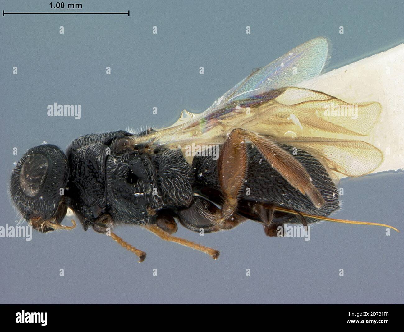 Mexico, Urosigalphus aquilus Gibson, Animalia, Arthropoda, Insecta ...