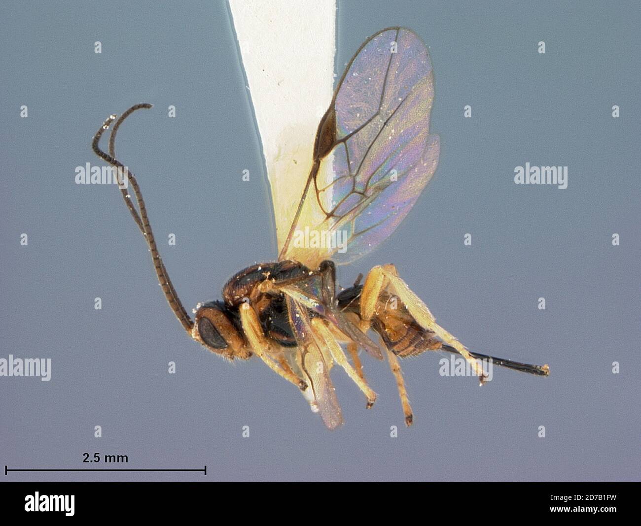 Bareilly District, Uttar Pradesh, India, Opius bianchii Fullaway ...