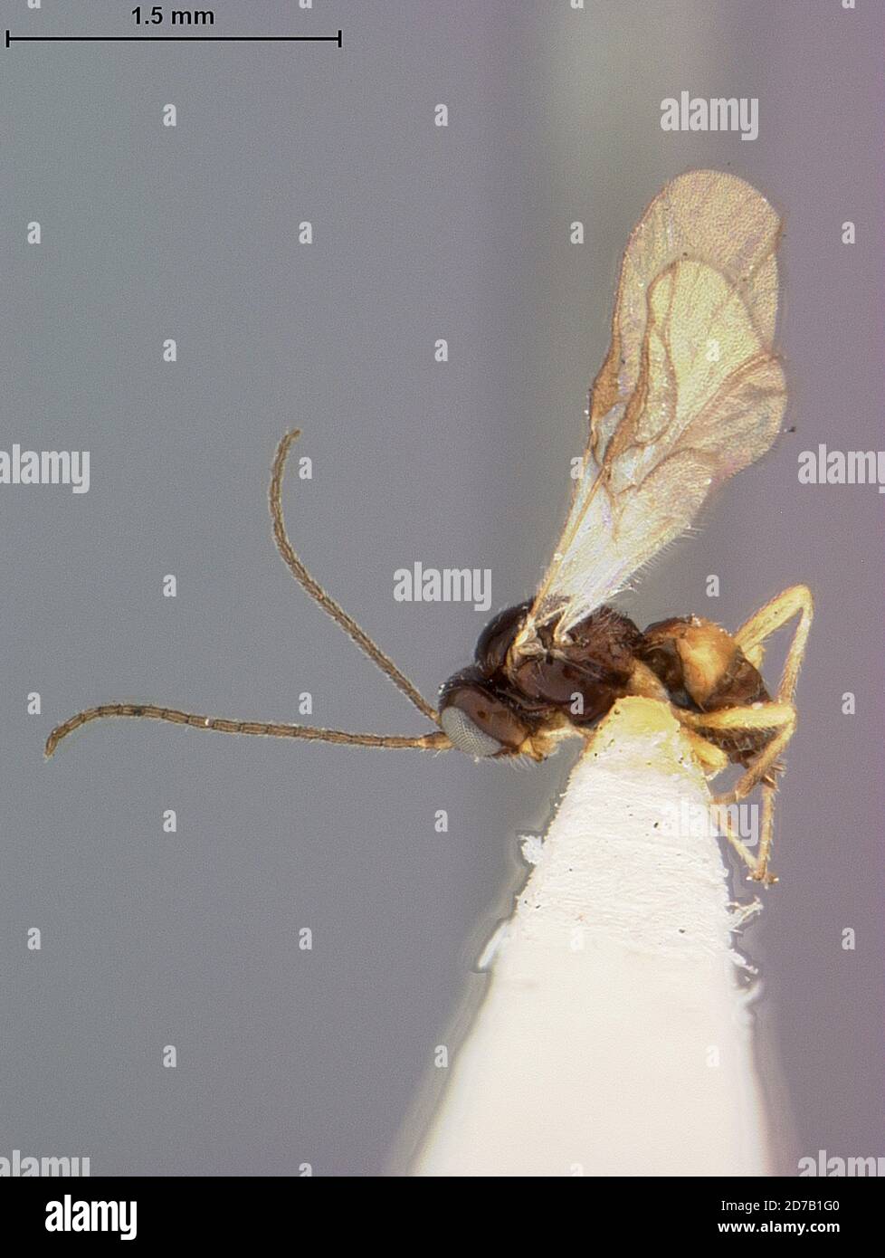 Tempe, Maricopa, Arizona, United States, Opius aridis Gahan, Animalia ...