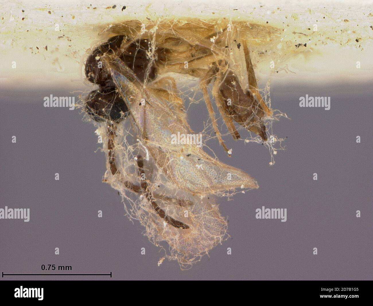 United States, Trioxys populicaulis Fitch, Animalia, Arthropoda ...