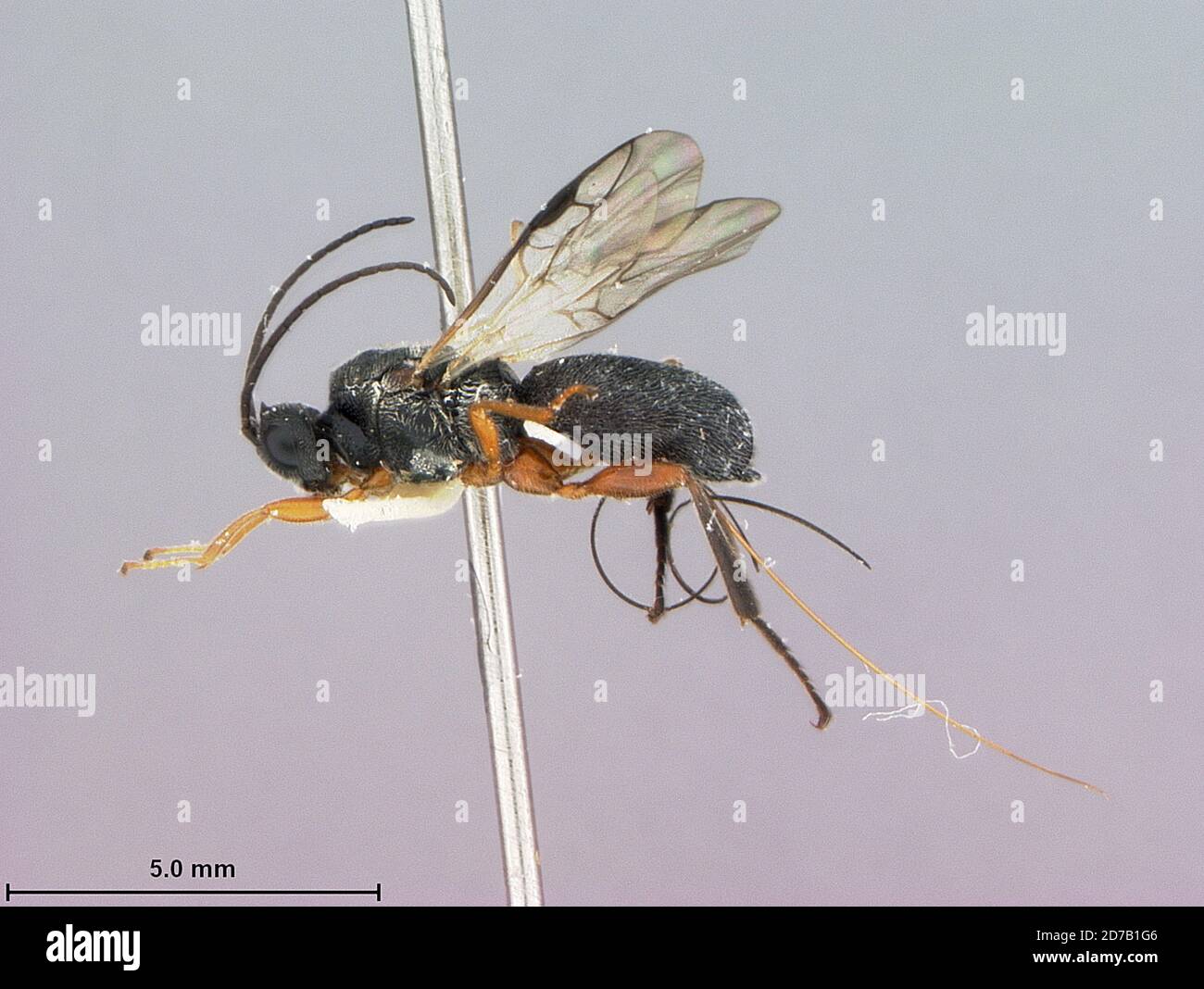 Curculionis hi-res stock photography and images - Alamy