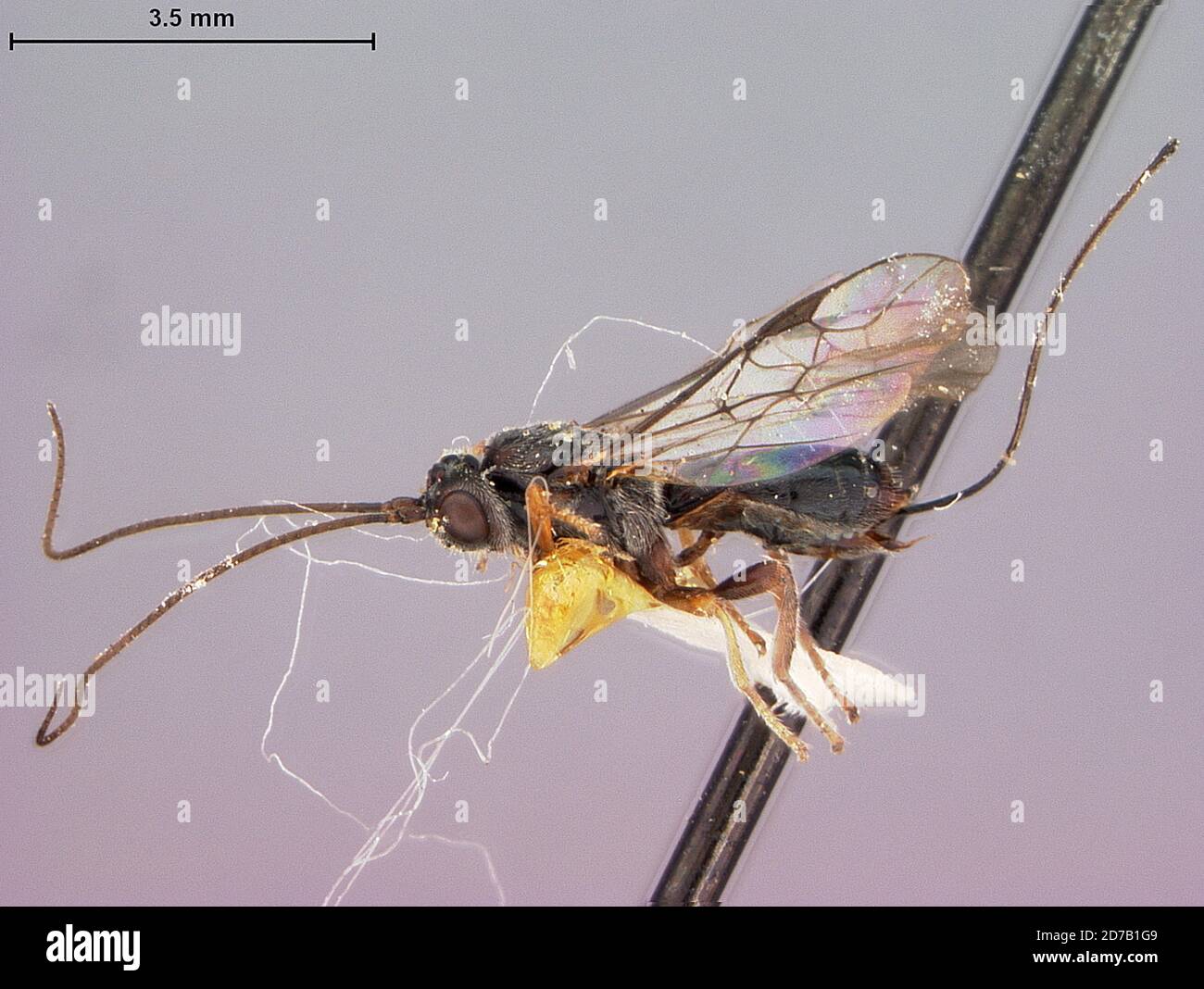 Pongi, Mina, Philippines, Opius skinneri Fullaway, Animalia, Arthropoda ...