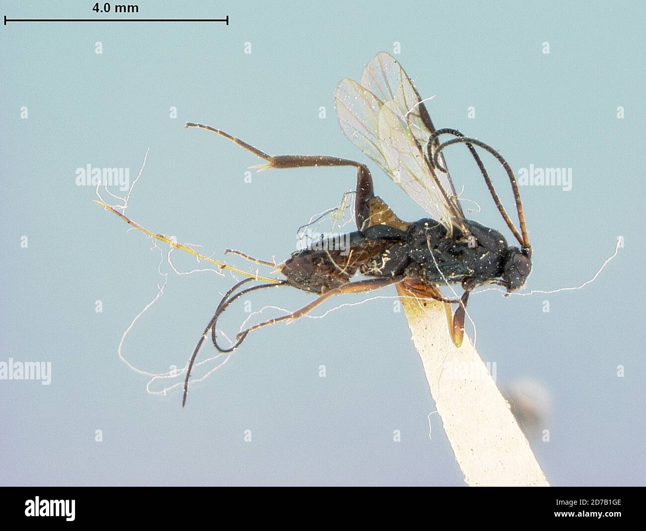 Orgilus dioryctriae gahan hi-res stock photography and images - Alamy