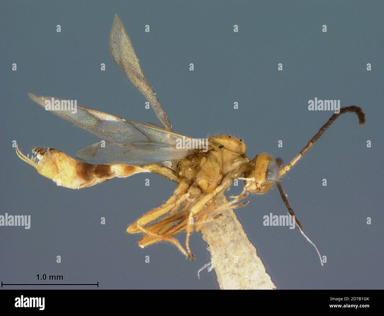 Taipei, Taiwan, Taiwan, China, Trioxys struma Gahan, Animalia ...