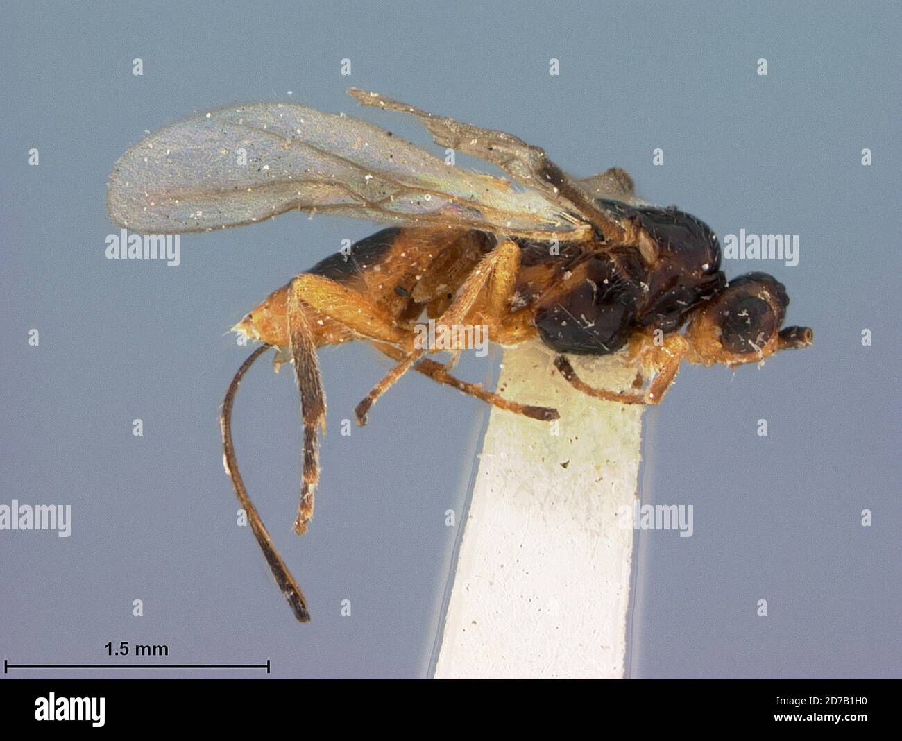 Quebec, Canada, Bracon furtivus Fyles, Animalia, Arthropoda, Insecta ...