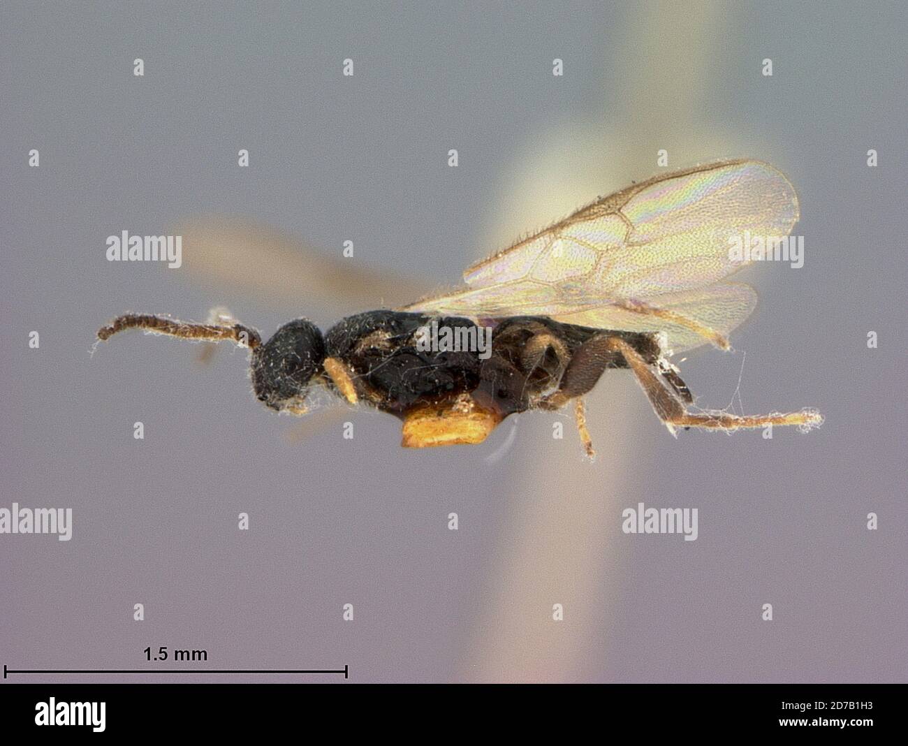 Mount Makiling, Luzon, Laguna, Philippines, Apanteles angustibasis ...