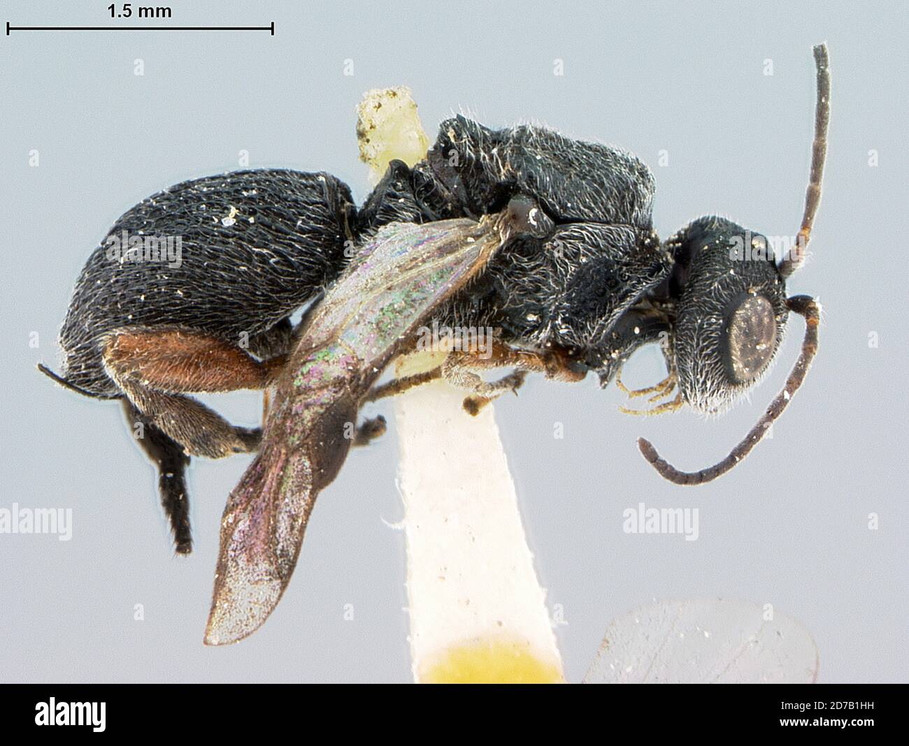 Ancón, Canal Zone, Panama, Urosigalphus mimosestes Gibson, Animalia ...